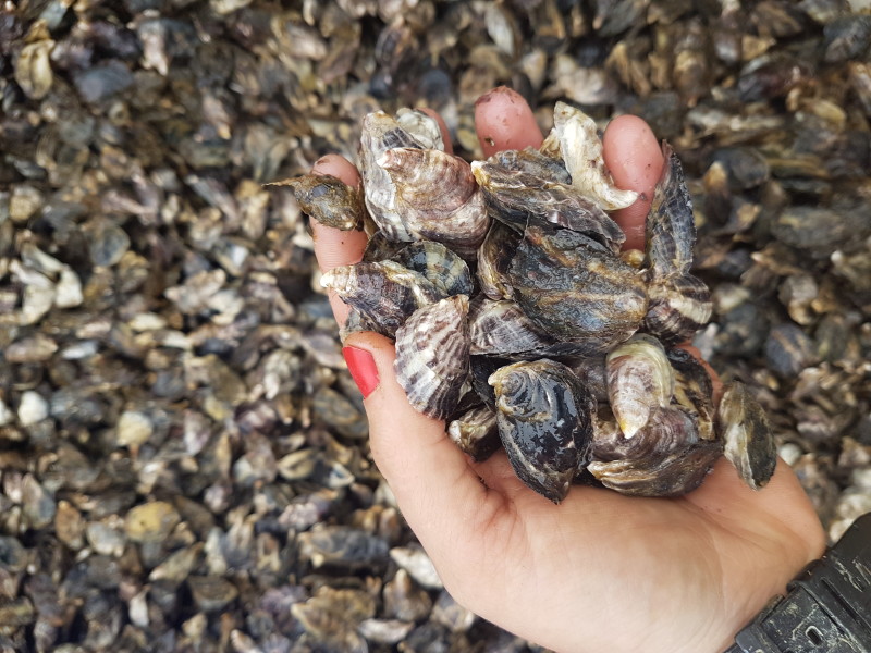 Nova Harvest Ltd – Specializing In High Quality Shellfish Seed From The ...