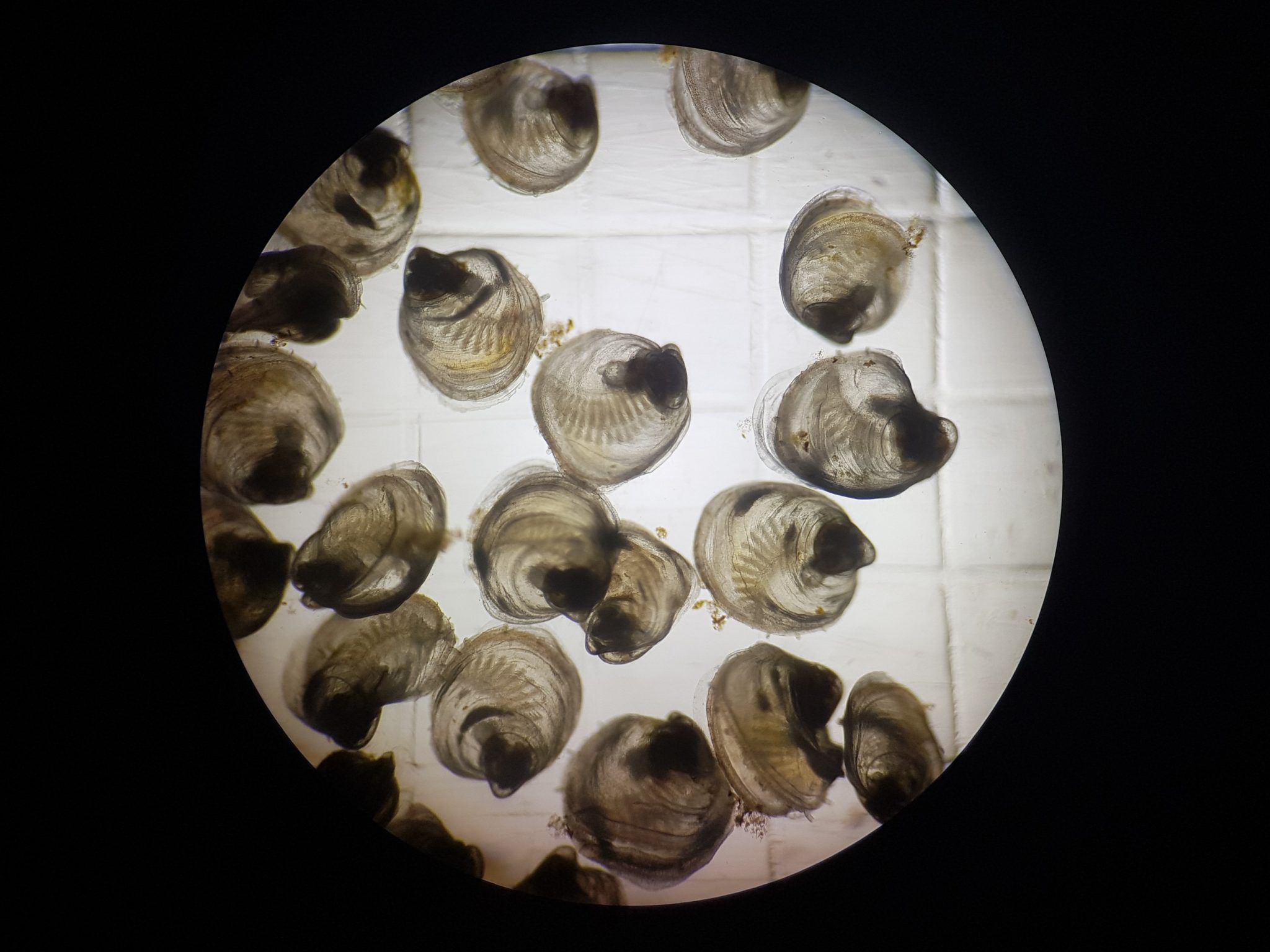 Nova Harvest Ltd – Specializing In High Quality Shellfish Seed From The ...